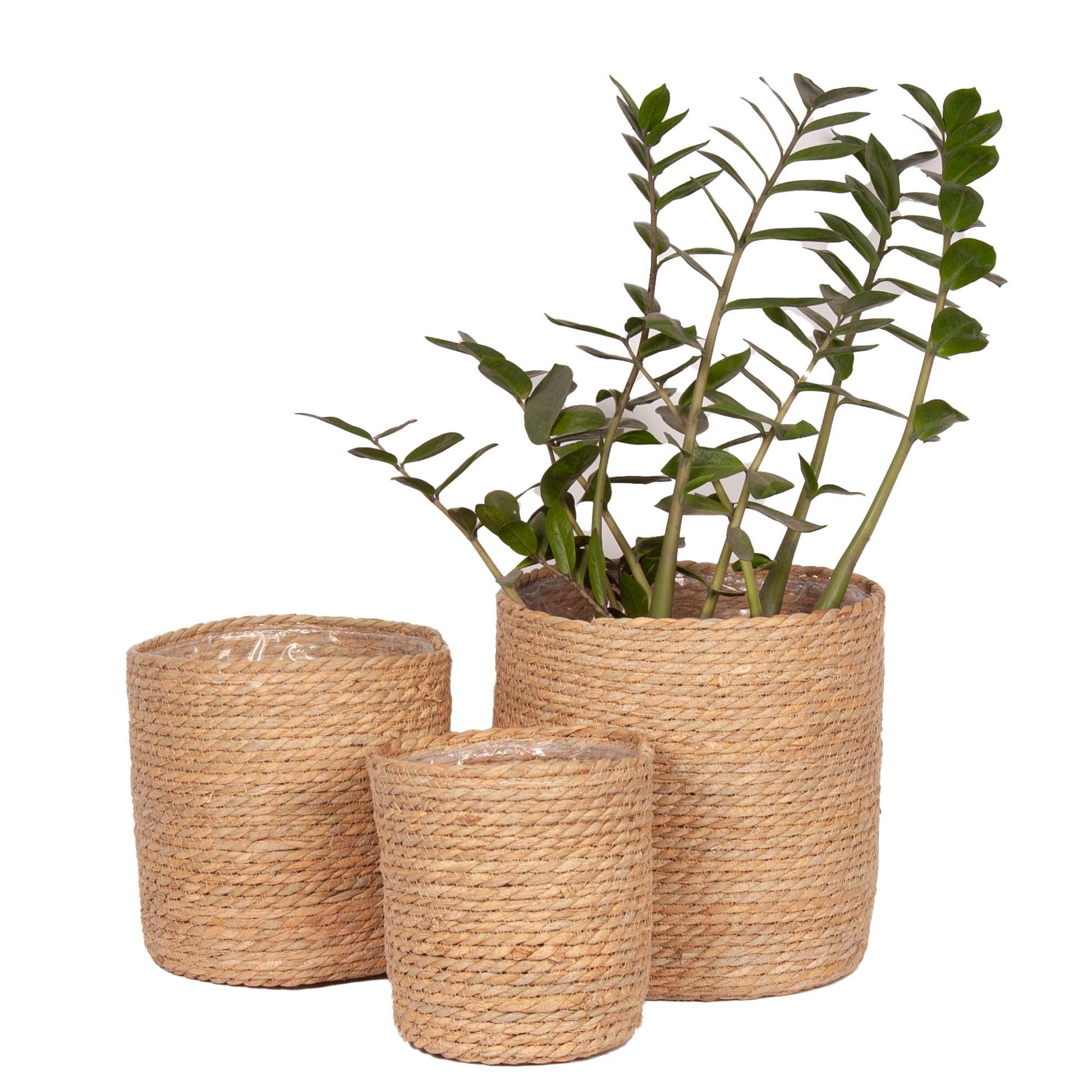 Cattail Plant Baskets – Elizabeth Watson