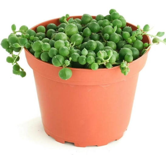 String of Pearls – Elizabeth Watson
