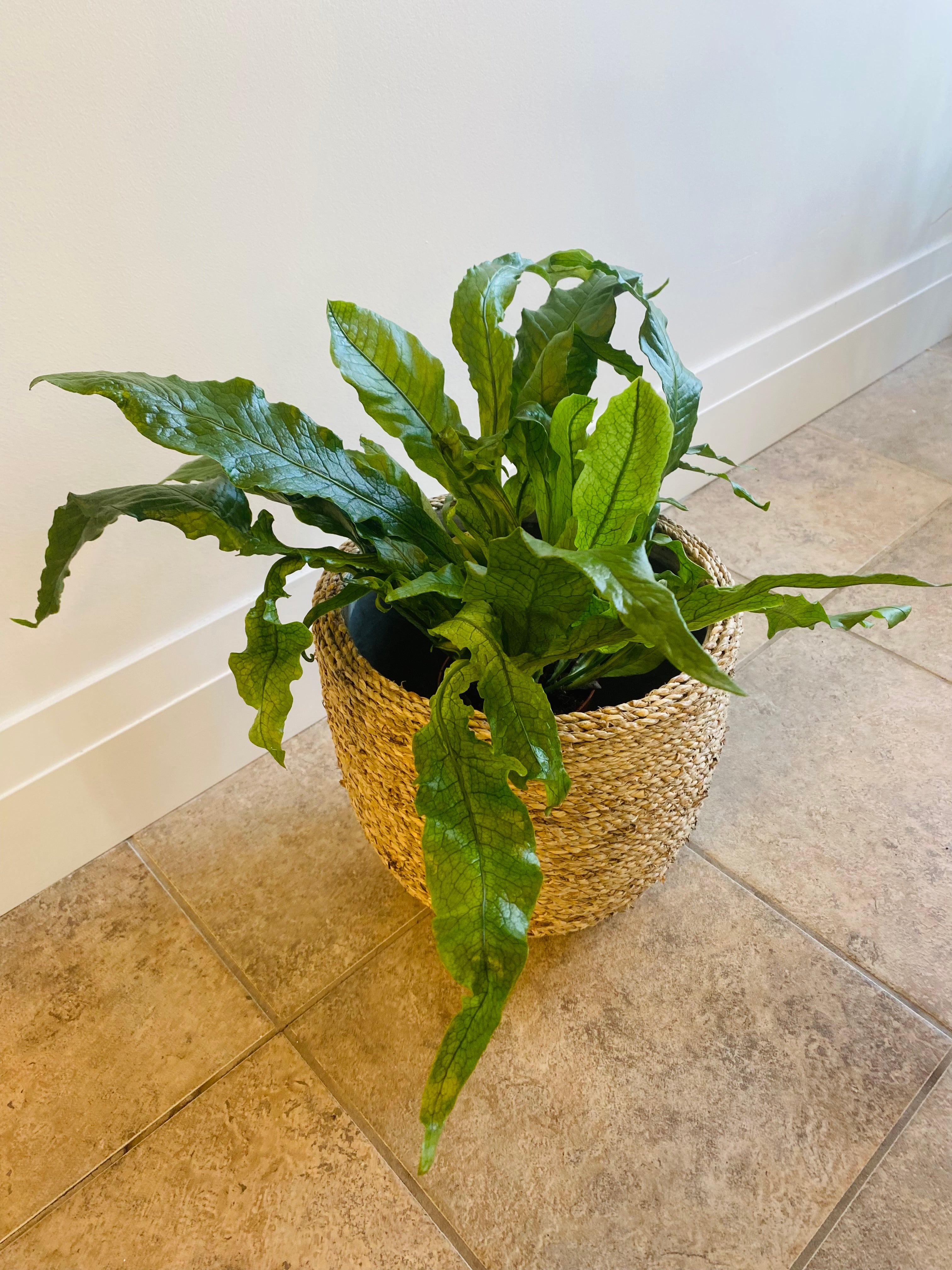 Crocodile Fern – Elizabeth Watson